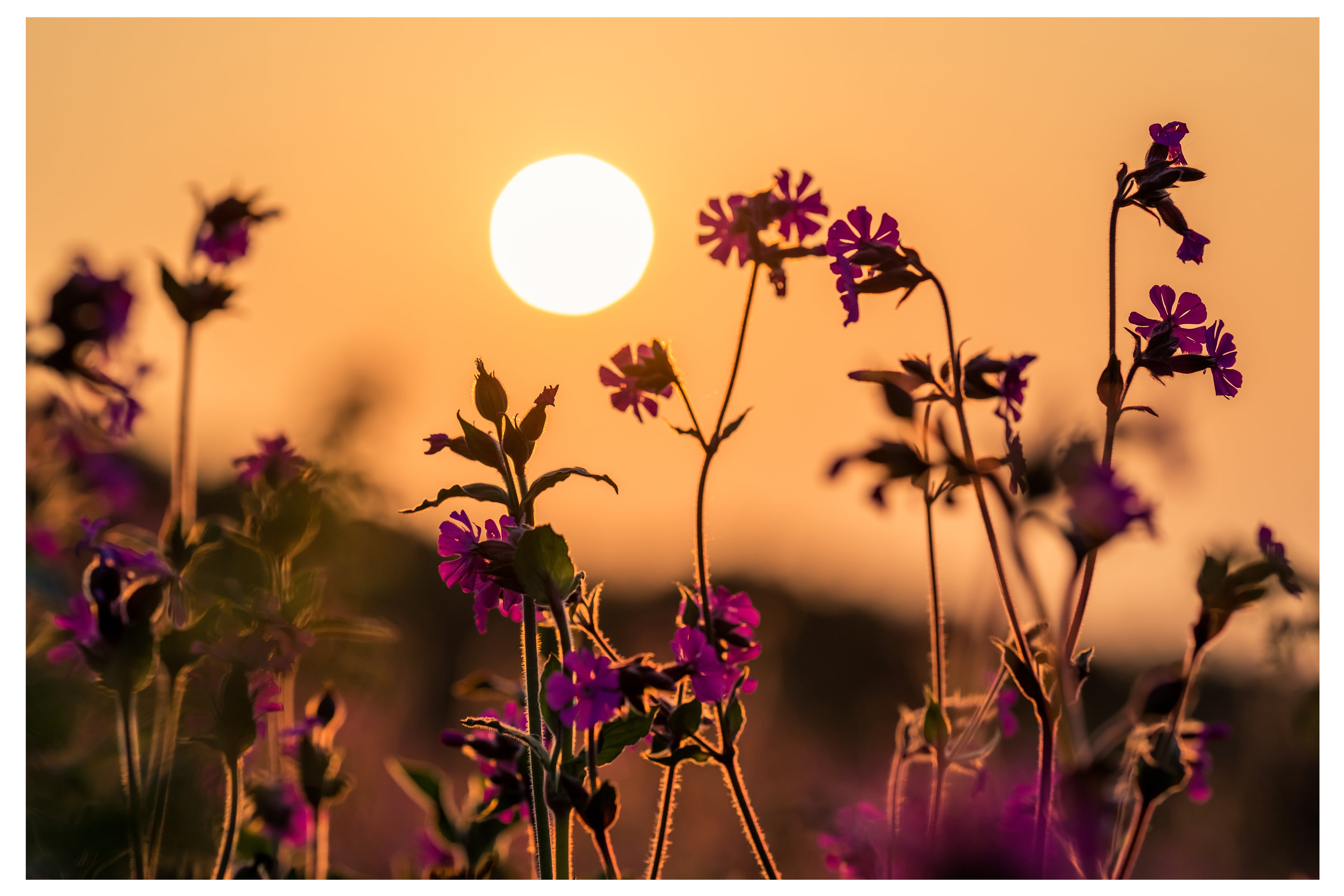 Cuadro Decorativo Primavera, Sunset